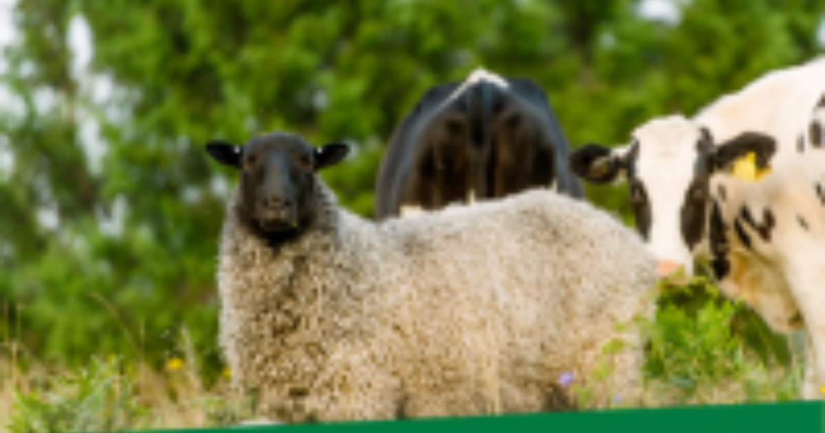 Council issues reminder to farmers following animal health prosecution ...