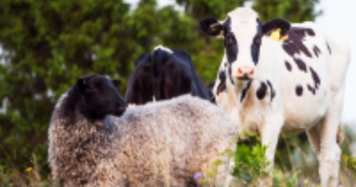 Powys man fined for animal welfare offences - Powys County Council